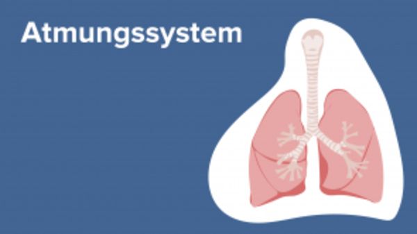 Atmungssystem von Prof. Dr. med. Steffen-Boris Wirth (1) bei Aikana